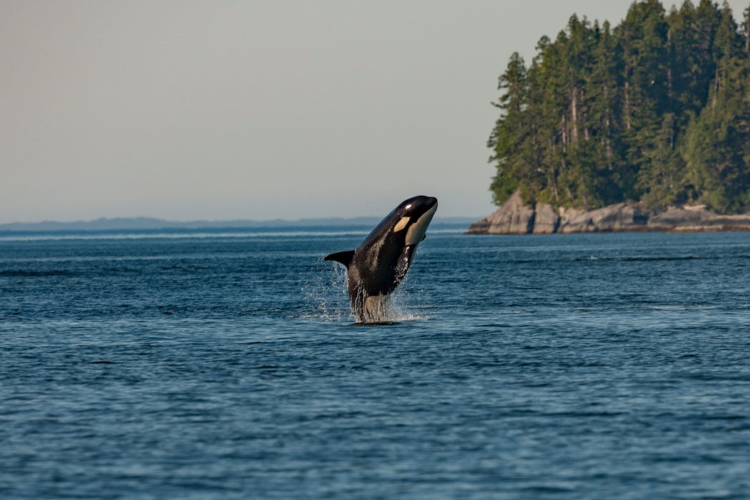 Canada’s ‘major projects’ should not come at the cost of the environment