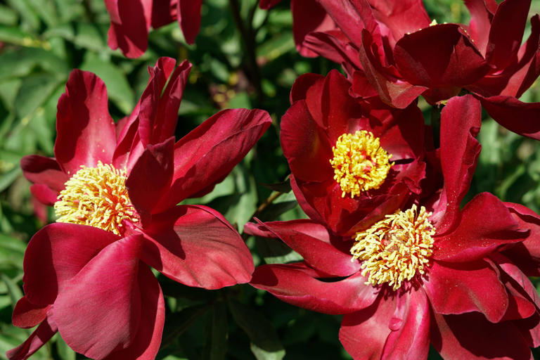 100,000 people have already visited this University of Michigan garden ...