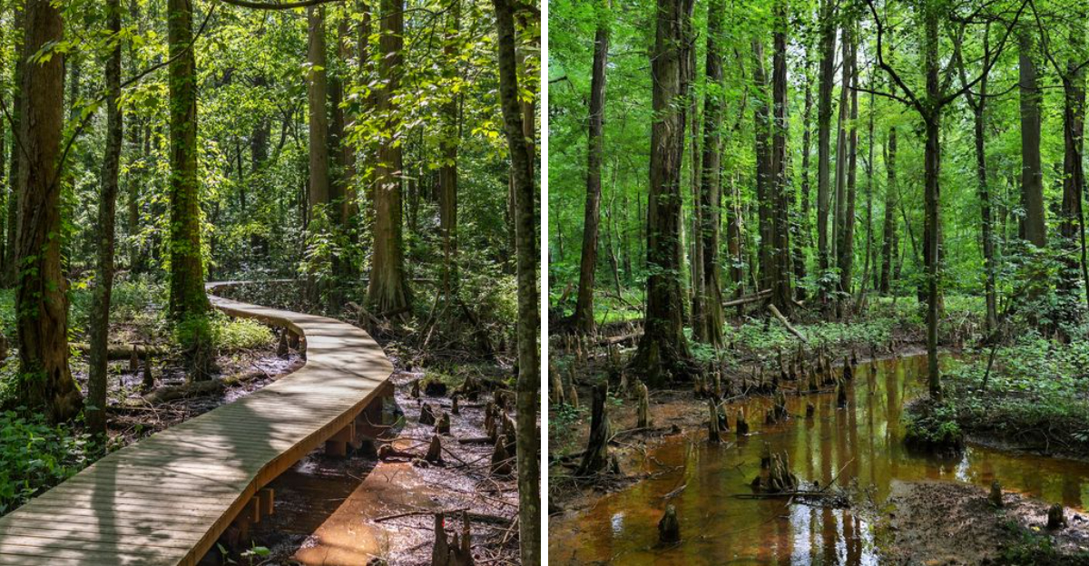 This stunning boardwalk hike is Maryland’s best-kept secret for nature ...