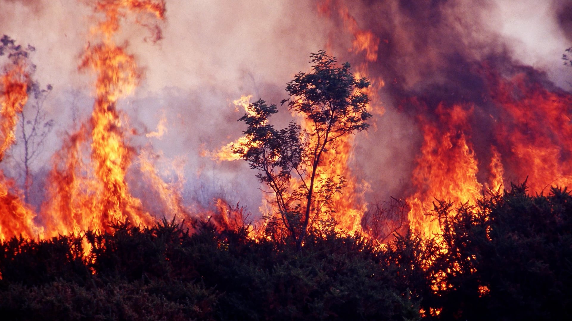 Essential wildfire safety tips everyone should know