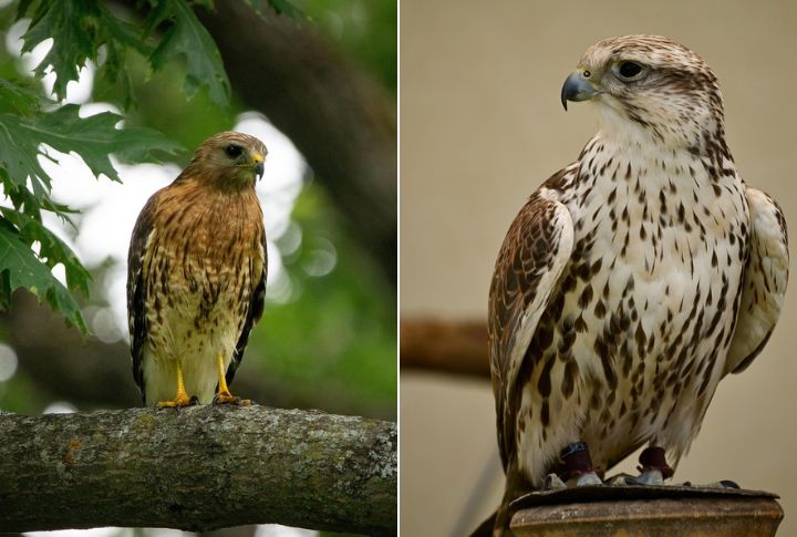These 10 differences separate falcons and hawks in the wild