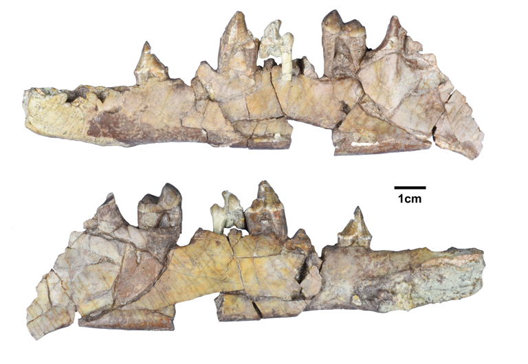 Passage de la vie terrestre à aquatique : un nouveau fossile éclaire l ...