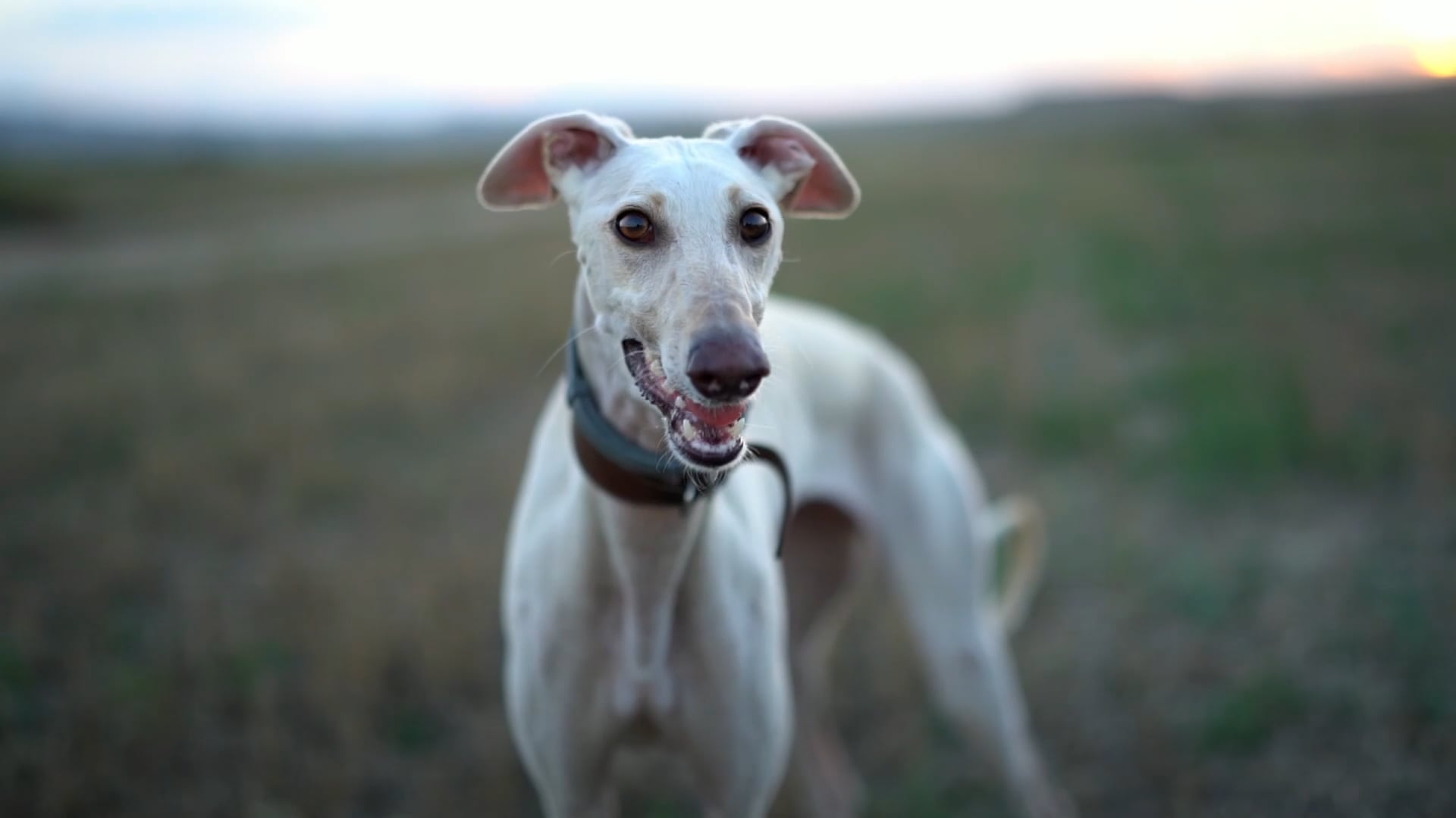 The most affectionate dog breeds might surprise you