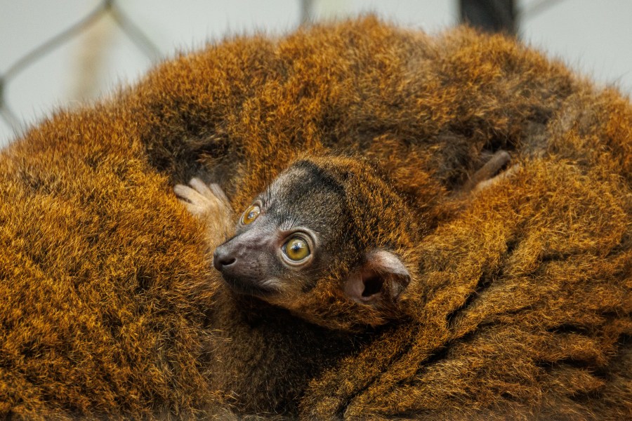 Endangered lemur born at Tennessee Aquarium