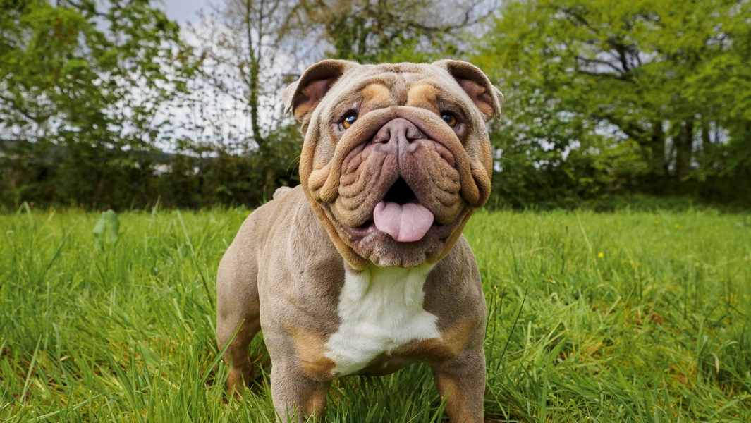 Keeping your English bulldog happy and healthy