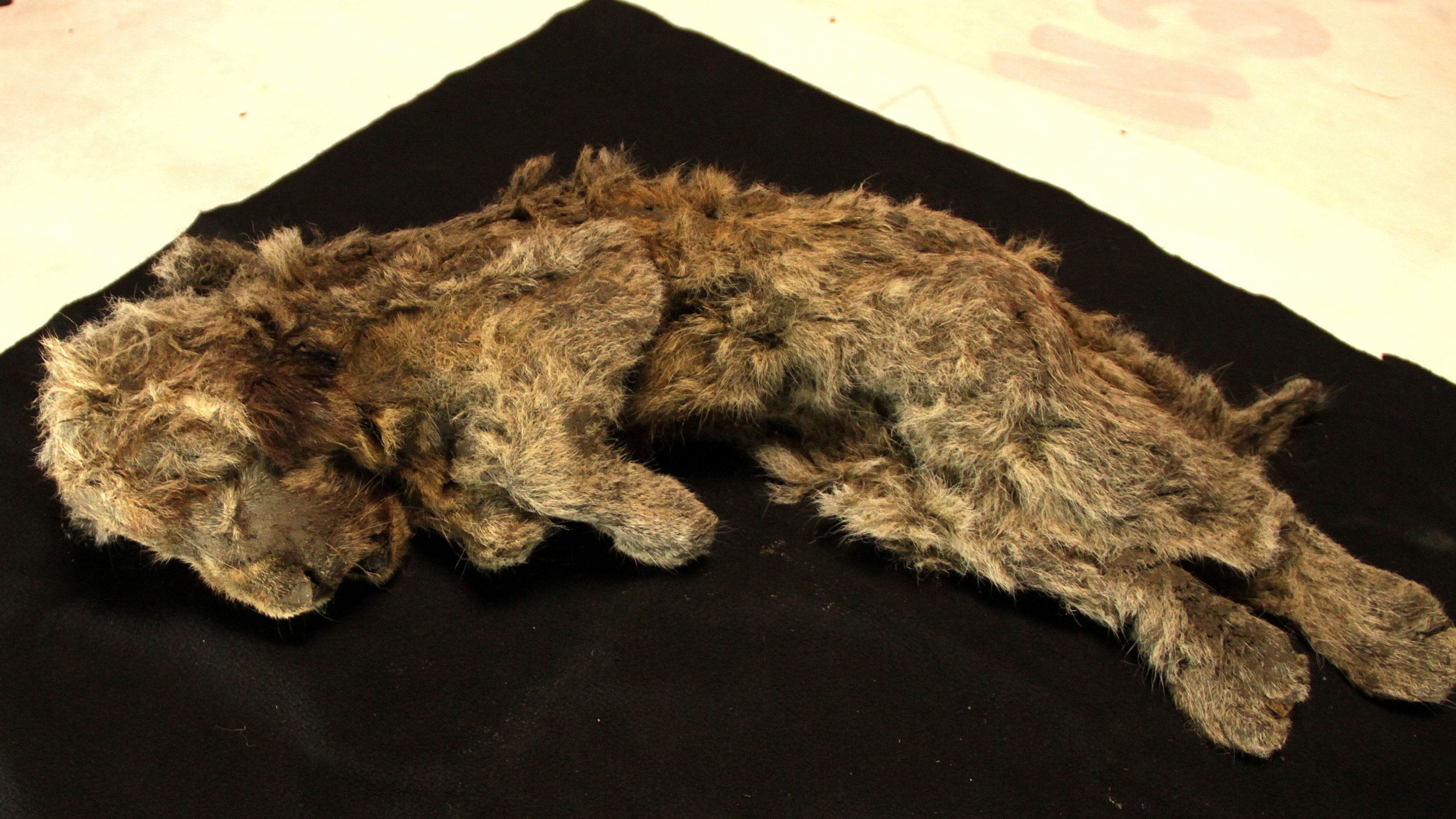 Extinct cave lions interbred with modern lions, study finds