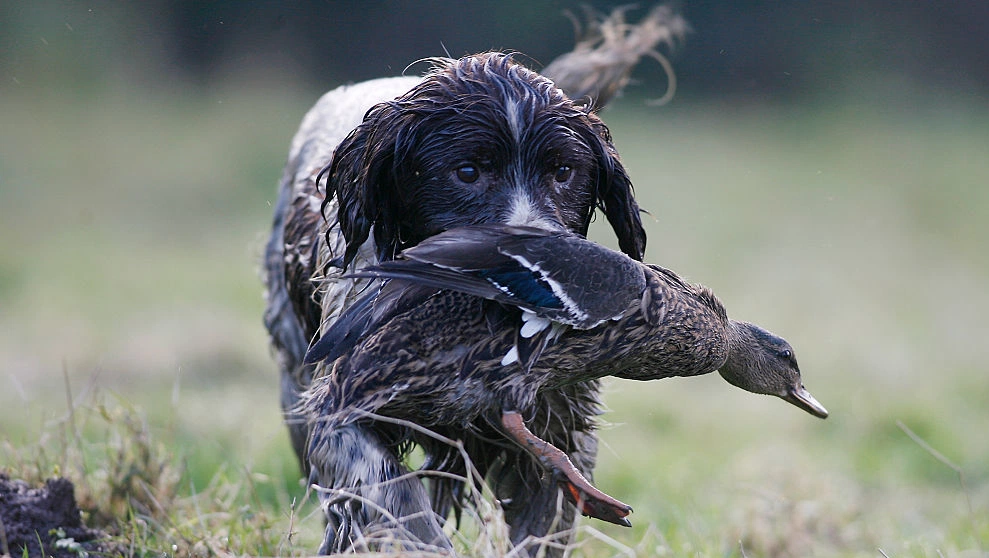 Life with an English Springer Spaniel