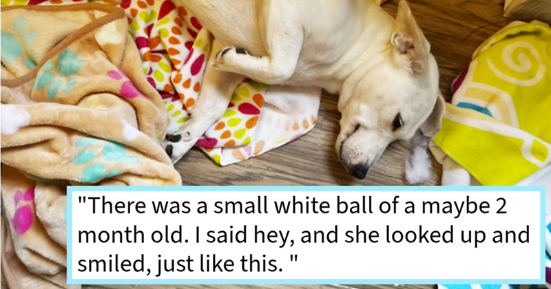 Abandoned puppy who turned up by pawrents’ chicken pen quickly gets ...