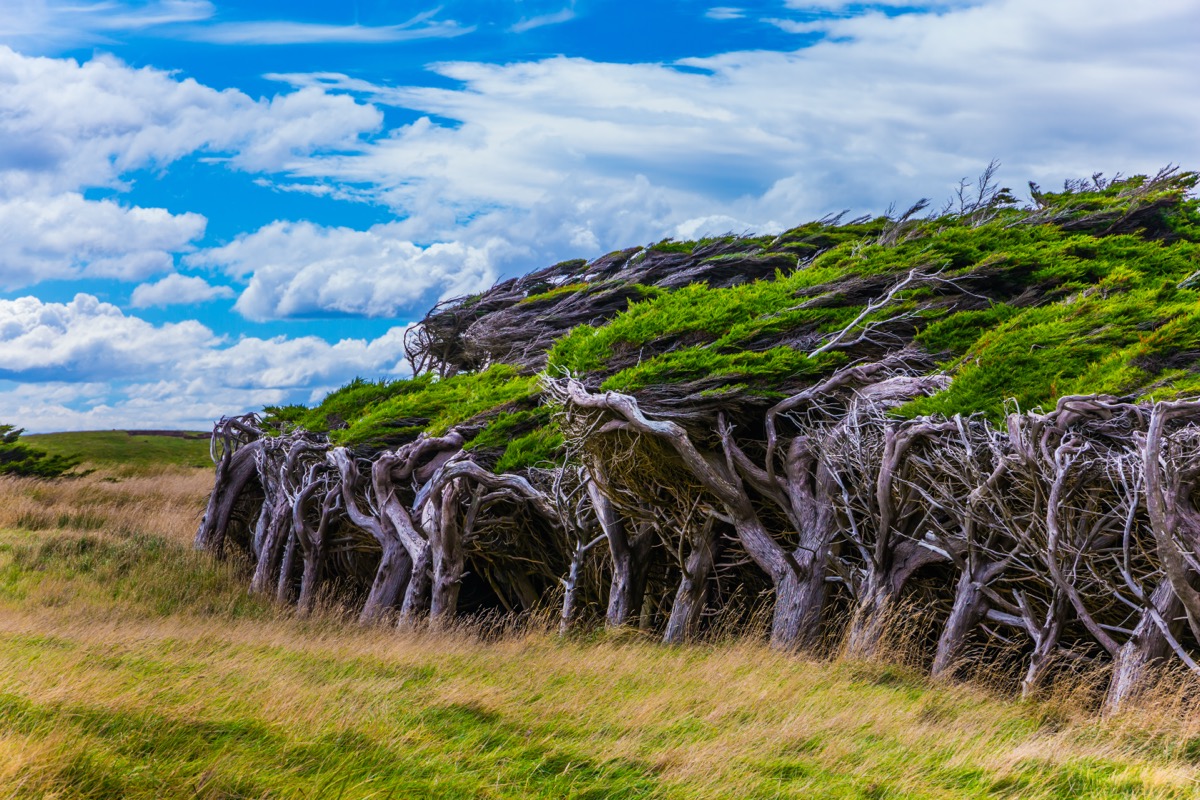 Antarctica's winds permanently bent New Zealand's trees sideways