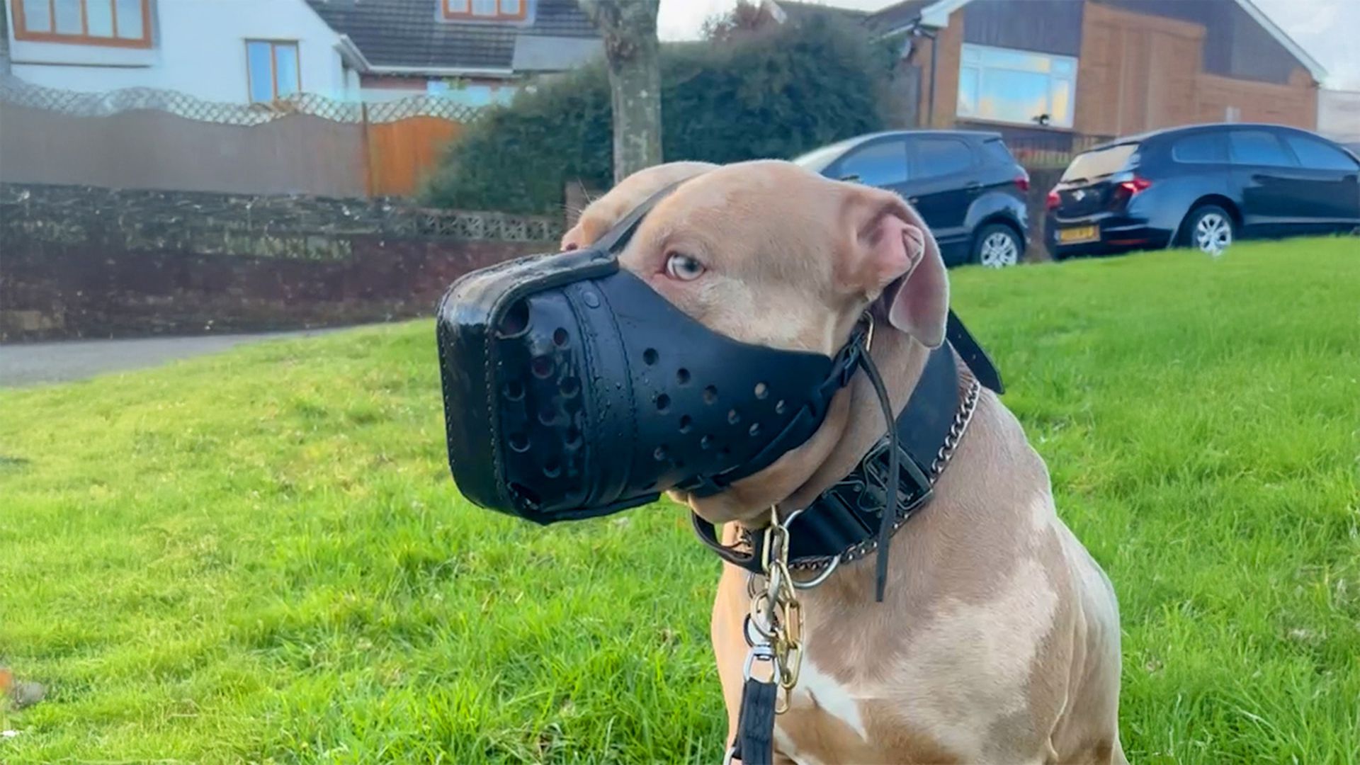 Woman moves 9,000 miles away to save dog from UK ban