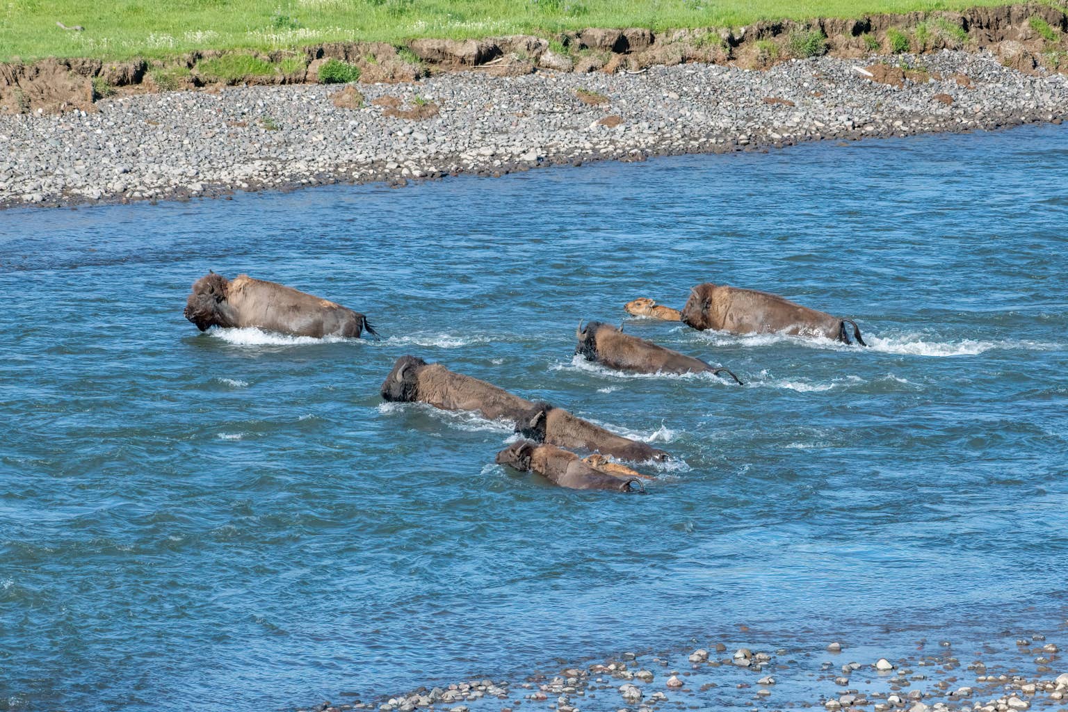 Bison calves battle Yellowstone River current to reunite with their mama