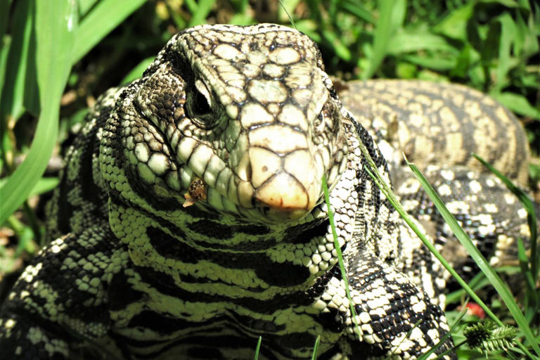 Georgia officials are urging residents to kill the invasive, fast ...