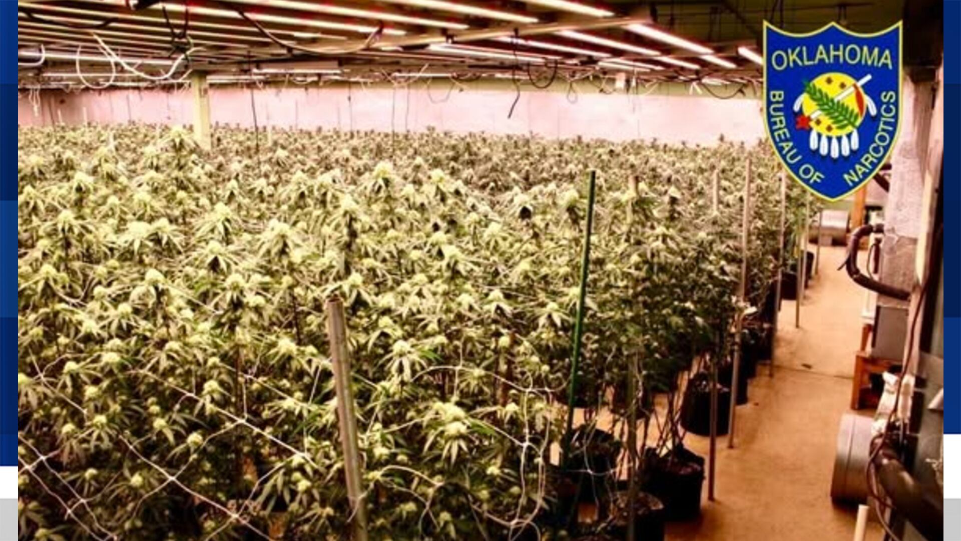 OBN agents seize 6,000+ marijuana plants, arrest one in Atoka after ...