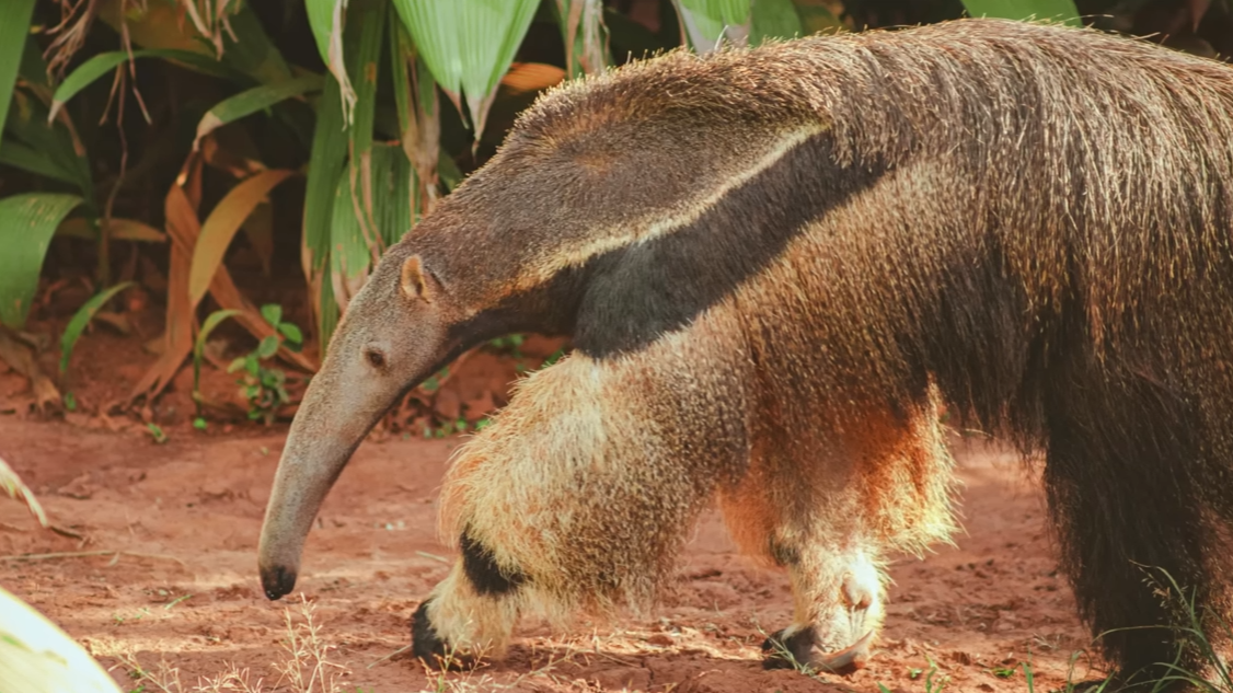 This anteater mauled zookeeper's stomach and legs as visitors watched ...