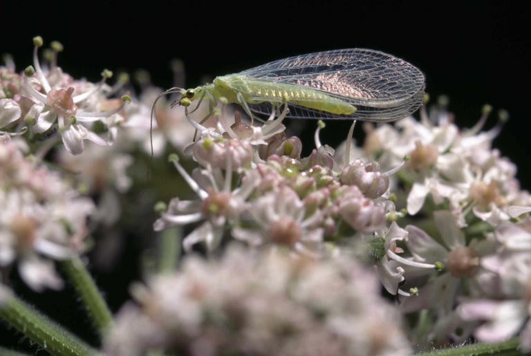 The solution to your pest problem is actually more pests—here's how it ...
