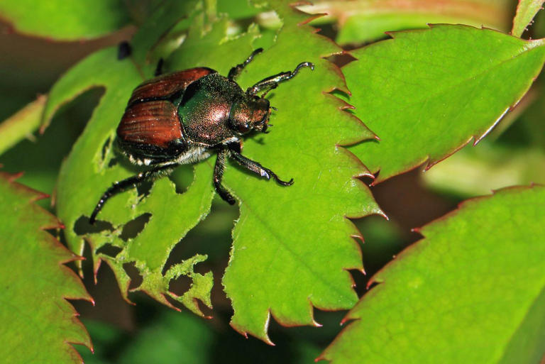 The solution to your pest problem is actually more pests—here's how it ...