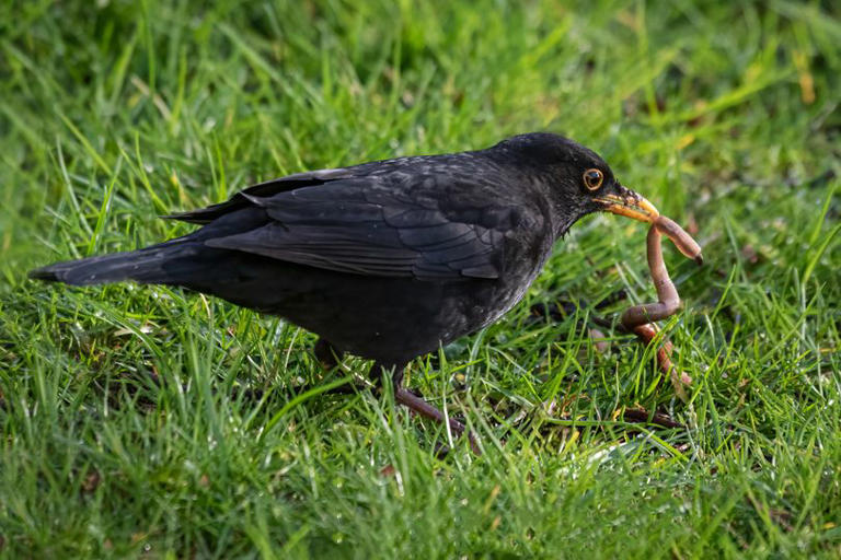 Gardeners urged to attract these birds to tackle slugs without chemicals