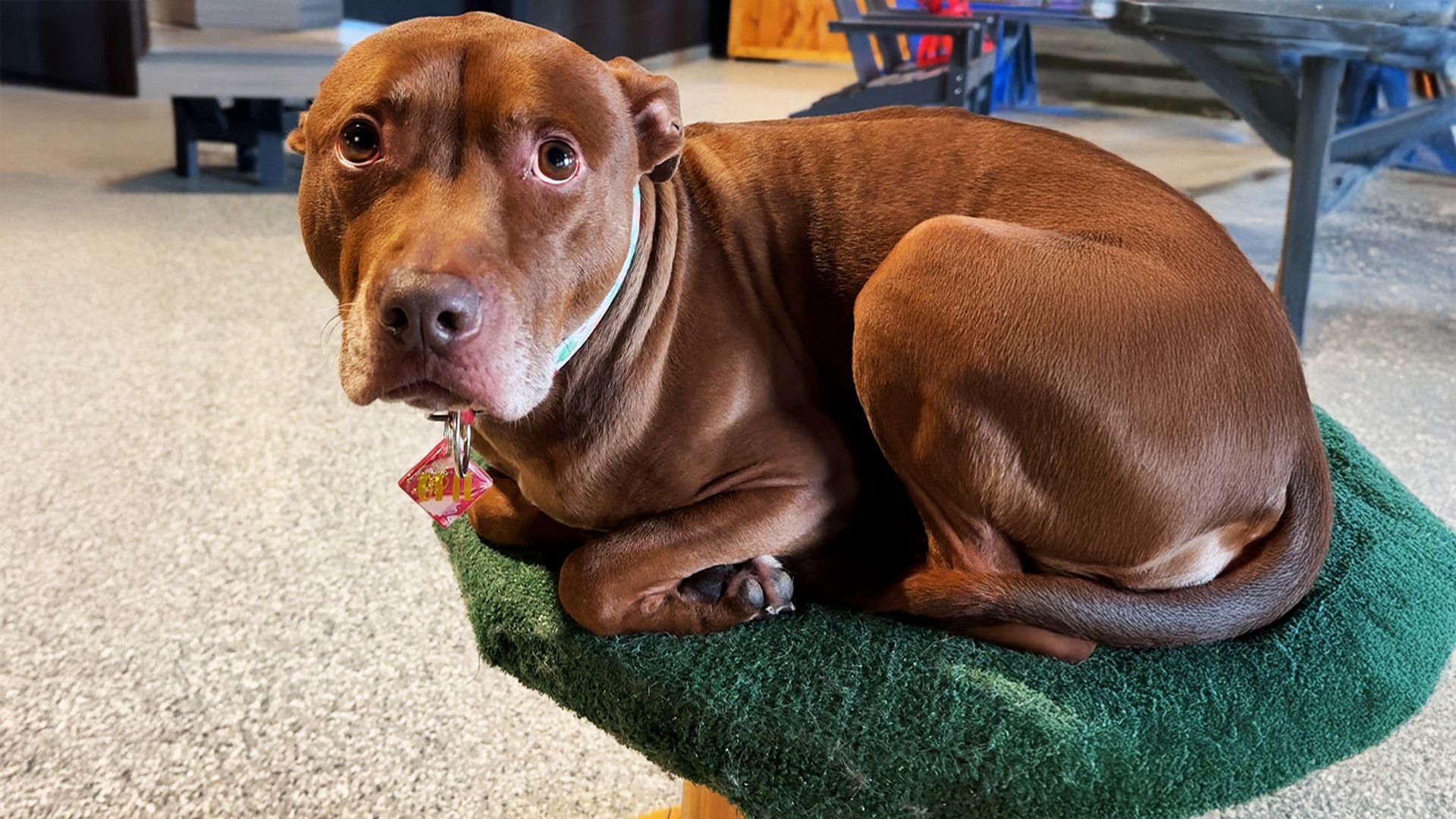 Pittie raised with cats thinks he is one
