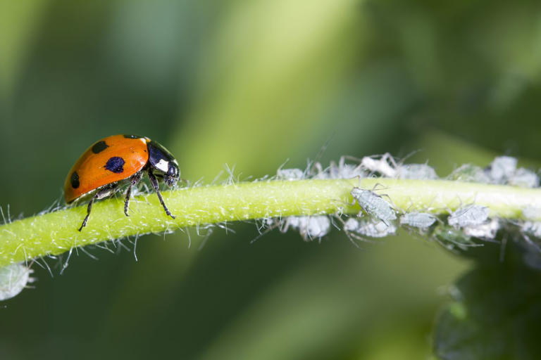 The solution to your pest problem is actually more pests—here's how it ...