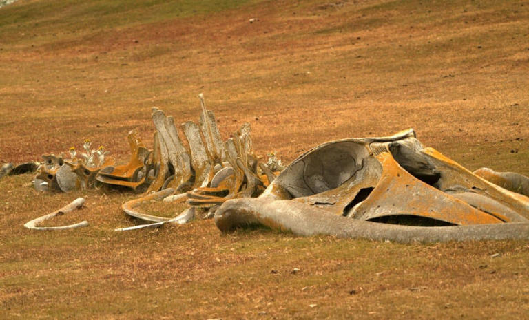 Researchers found a whale fossil in New Zealand in 1988, it took ...