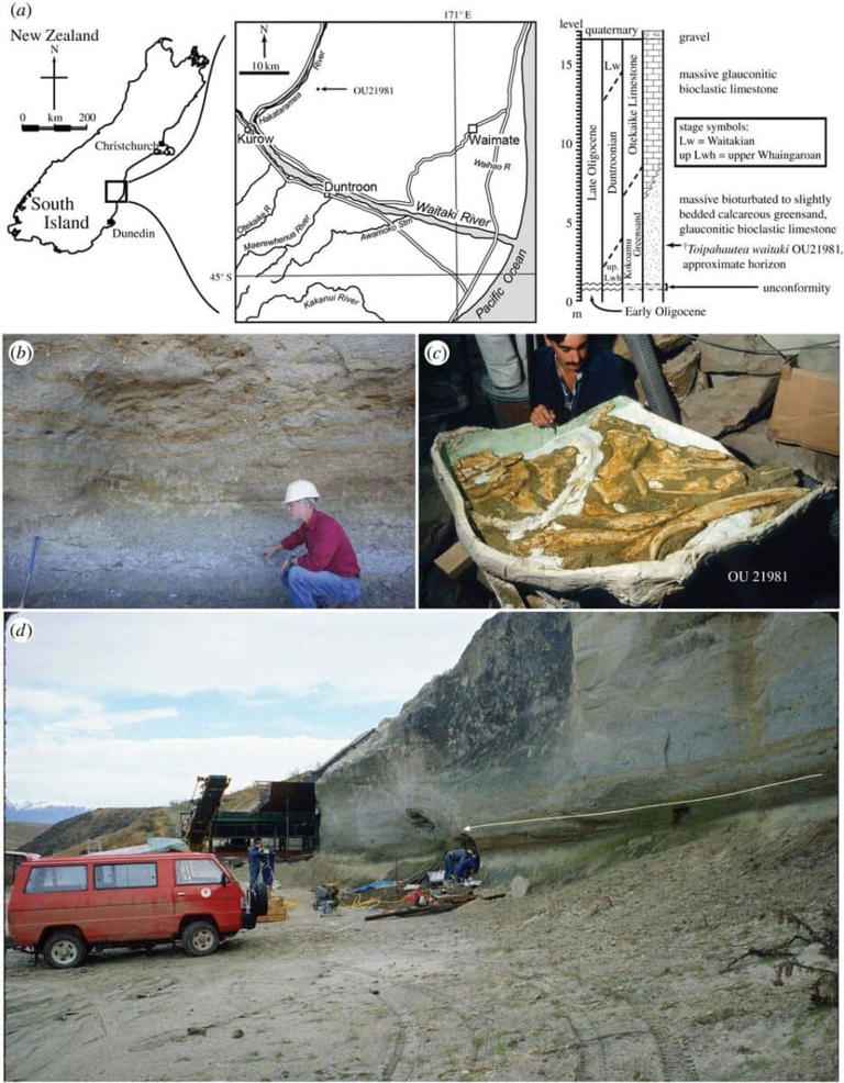 Researchers found a whale fossil in New Zealand in 1988, it took ...