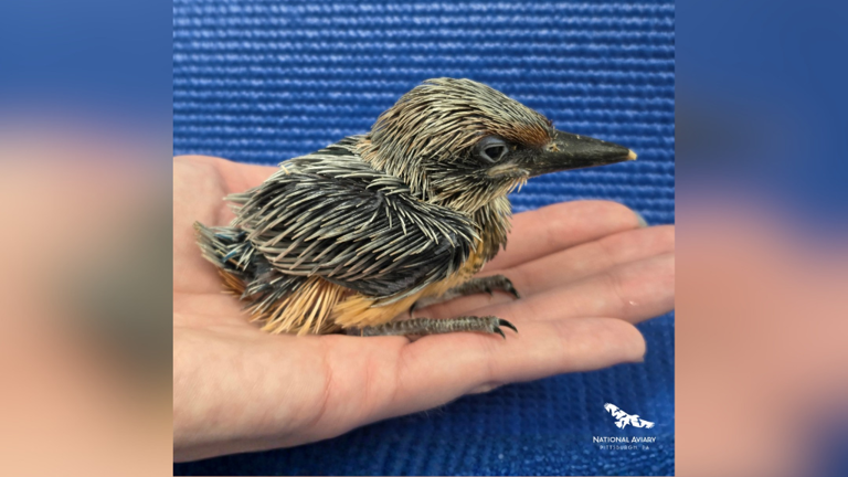 A bird that's extinct in the wild hatched at the National Aviary