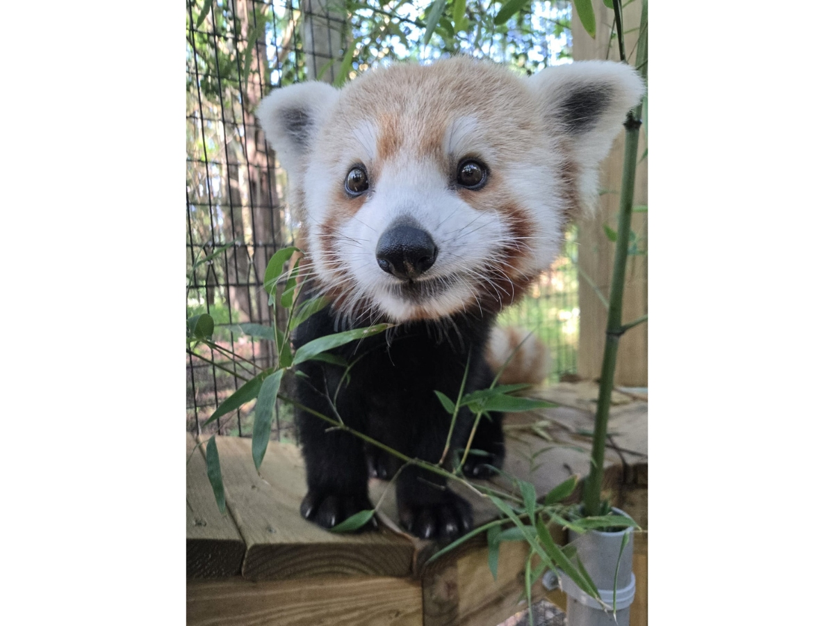 Cape May County Zoo welcomes new red panda