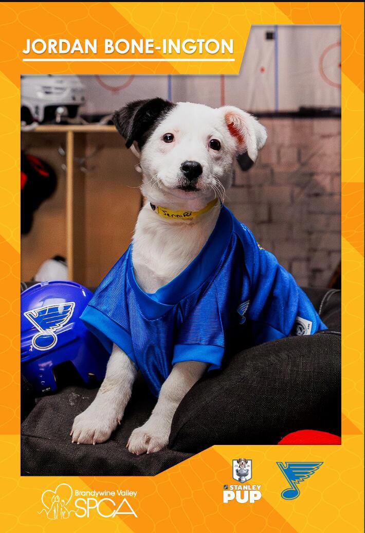 Meet the dog representing the St. Louis Blues in the 'Stanley Pup'