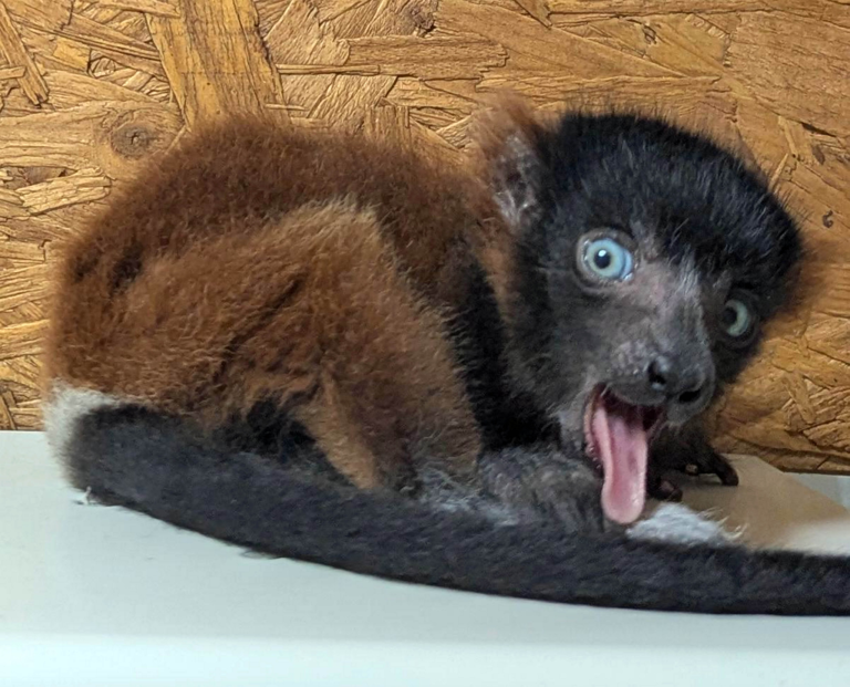Rare lemur quadruplets born at zoo