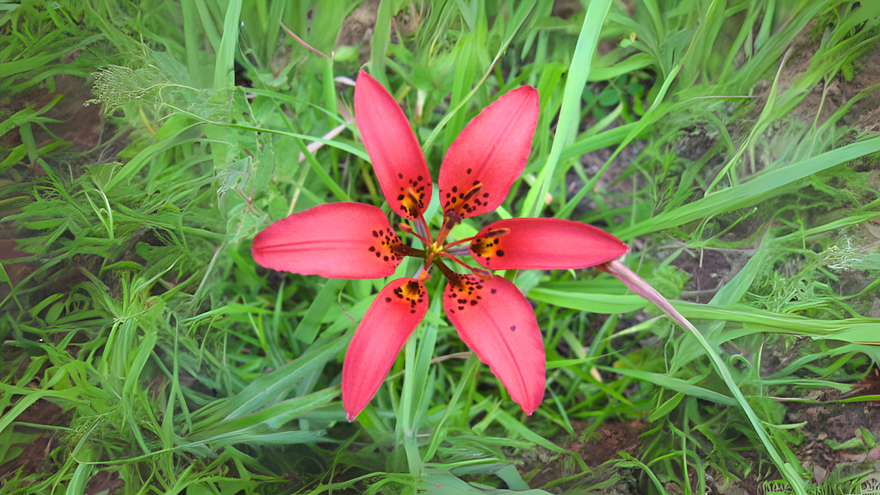 Don't touch that flower! These species are protected in Canada