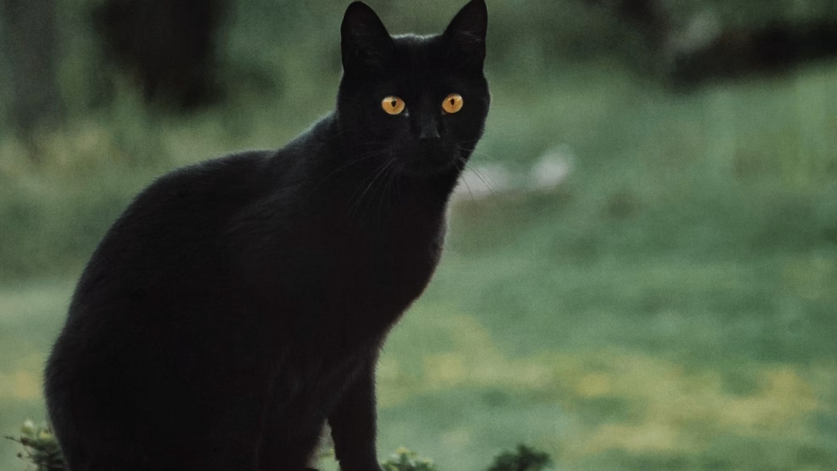 The 5 most common misconceptions people have about cats finally debunked