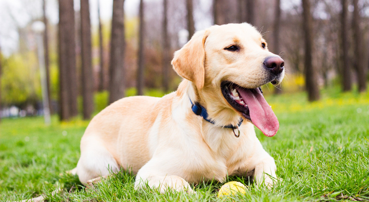 Una tassa sugli animali per chi non ha figli, la provocazione del ...