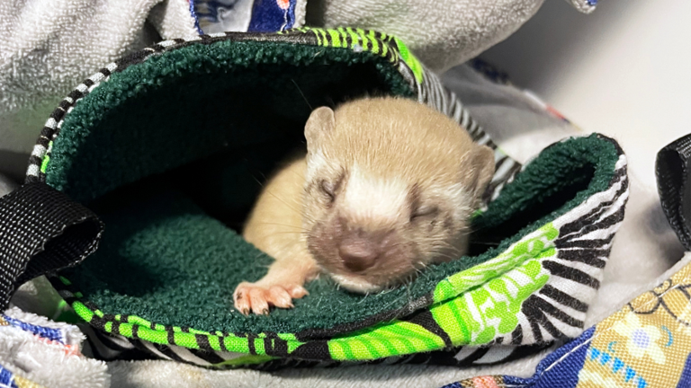 Orphaned baby long-tailed weasel brought back to Southern California ...