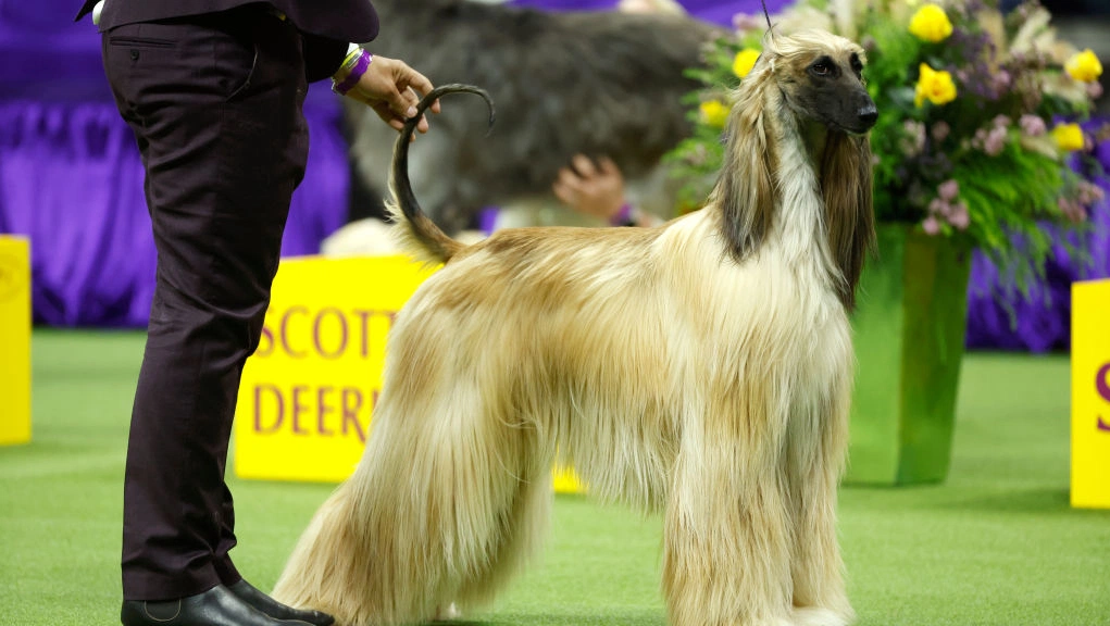 9 striking or serene dog breeds