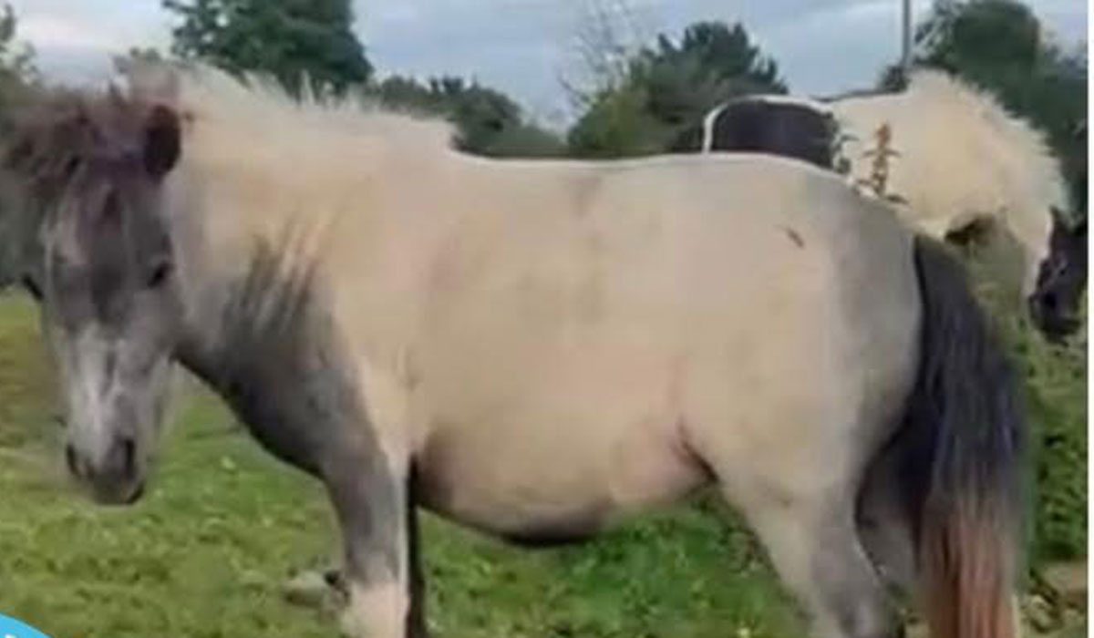 Animal rescue charity issues major appeal after horse stolen from premises