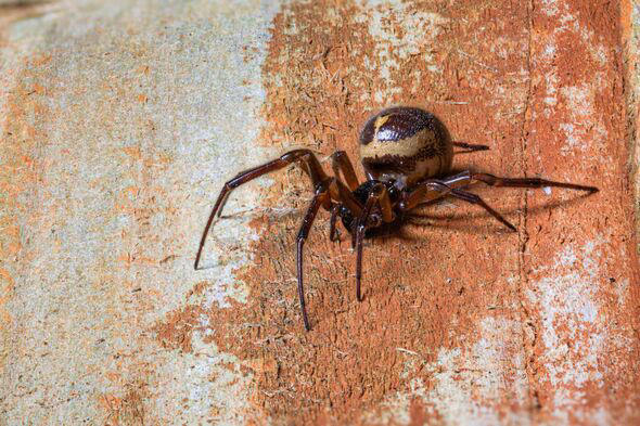 Warning as 'most dangerous' UK spider invades homes this week