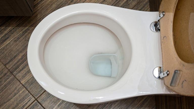 The difference between round and elongated toilets, and which is right ...