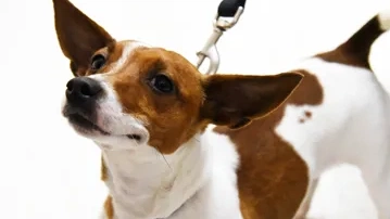 Recognizing subtle signs of canine stress