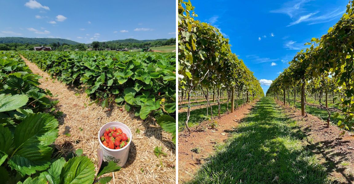 The 300-year-old New Jersey farm where you fill your own bucket with ...