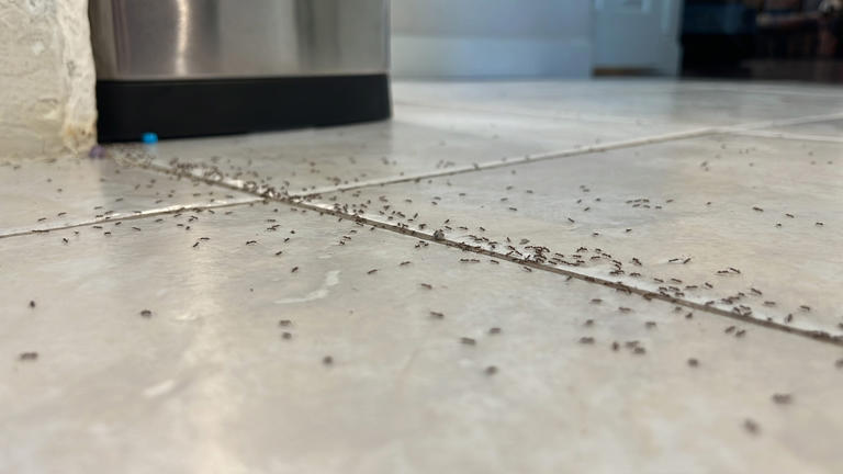 Summer pest problems? Here's how to spot and get rid of common ...