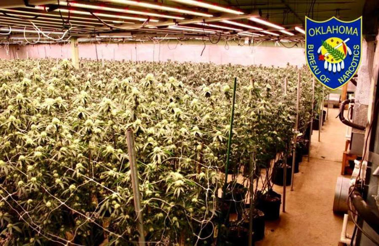 Thousands of marijuana plants seized, one arrested during Atoka grow bust