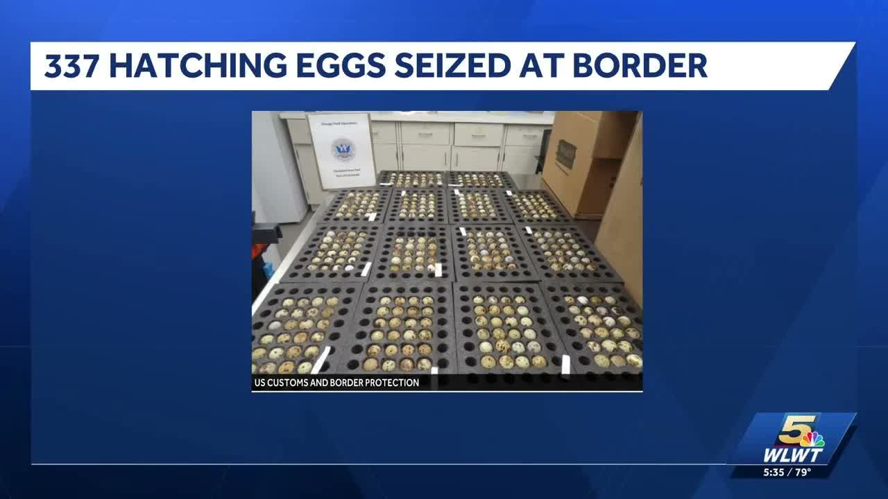 CBP officers seize hundreds of hatching eggs from Germany