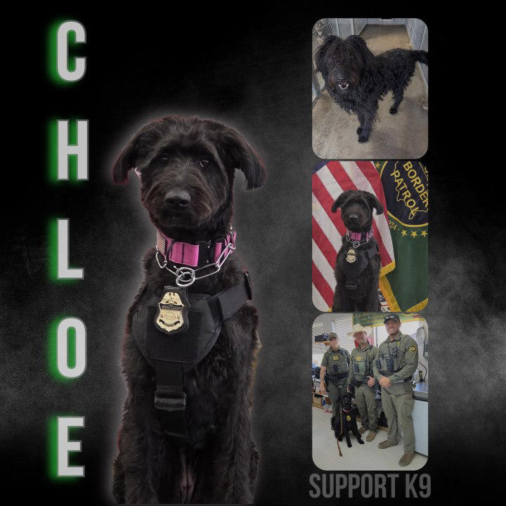 El Paso rescue dog is first in Border Patrol K9 program