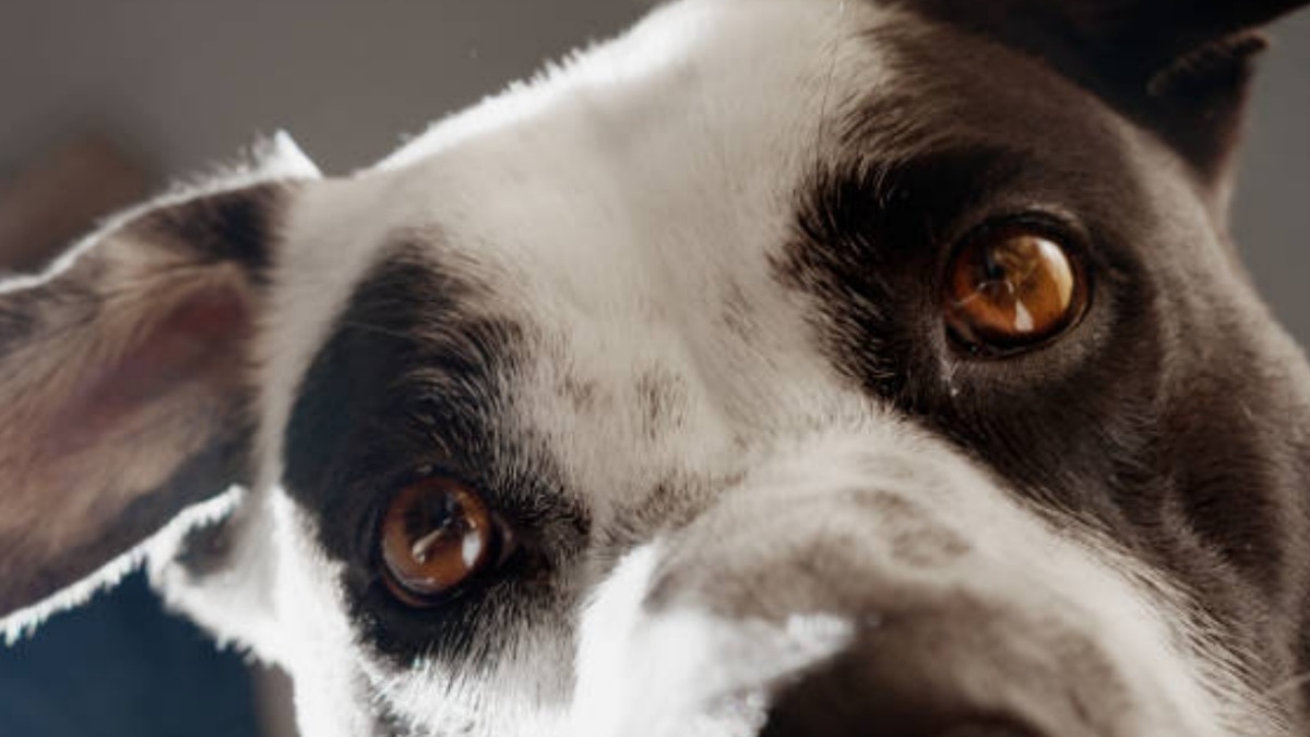 Veterinarians reveal what dogs actually see when they look into your ...