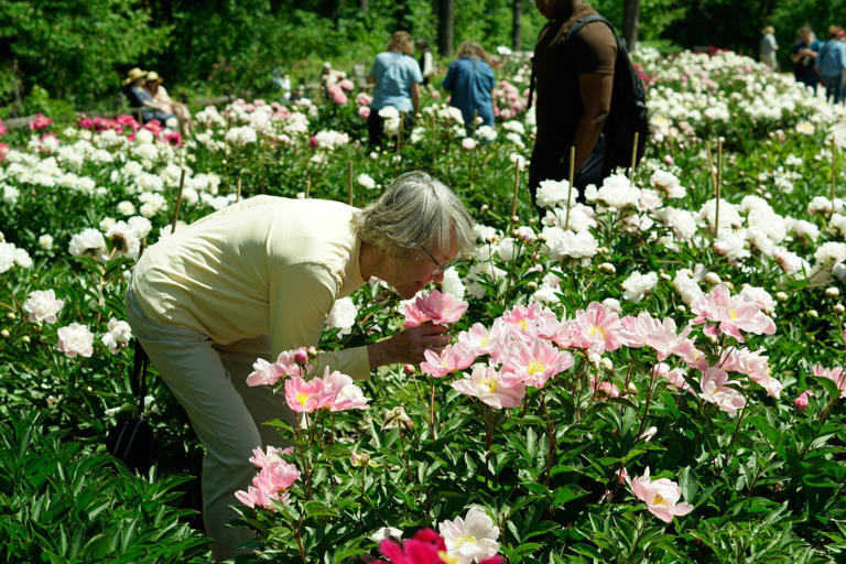 100,000 people have already visited this University of Michigan garden ...