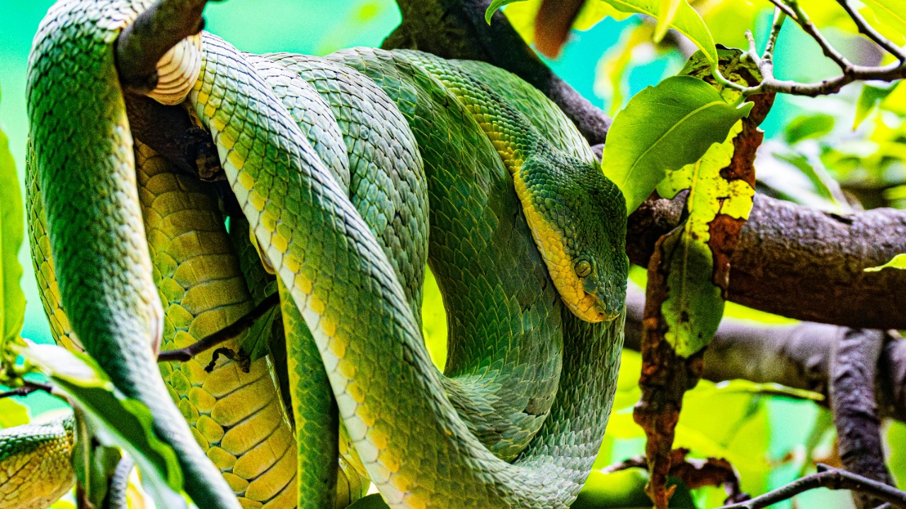 A baffling Myanmar pit viper looks like two species at once, but DNA ...