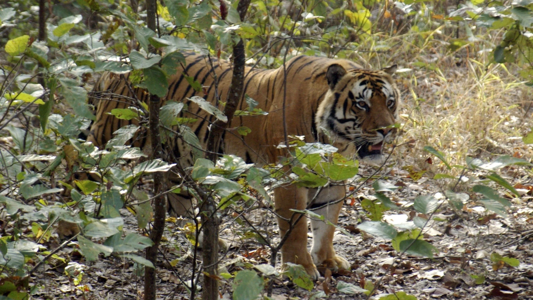 10 countries with the largest wild tiger populations