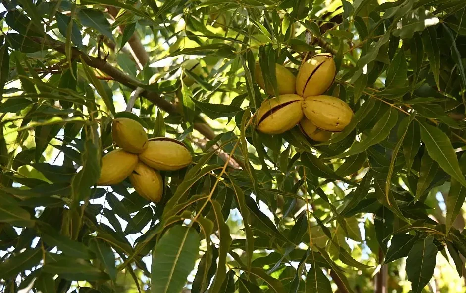 Why pecans deserve a spot in your daily diet