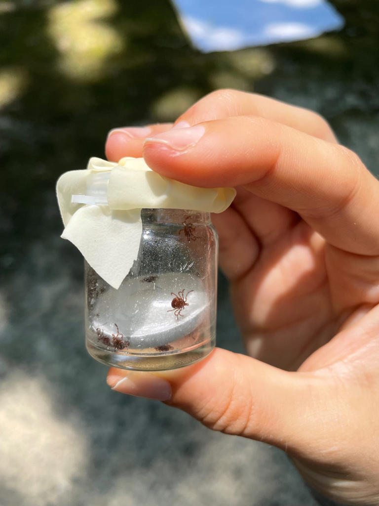 Deadly tick-borne disease that can cause brain damage spreading across ...
