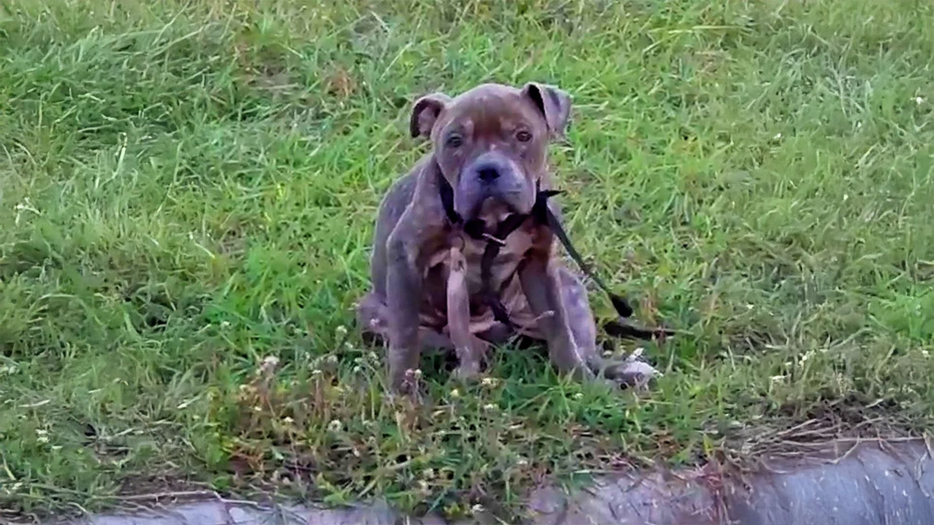 Skinny pittie puppy poisoned with ibuprofen is the nicest boy
